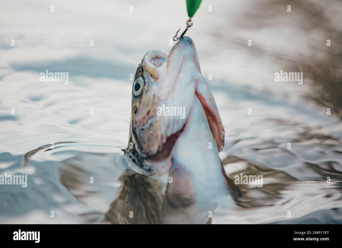 Steelhead rainbow trout. Fly rod and reel with a brown trout from a ...