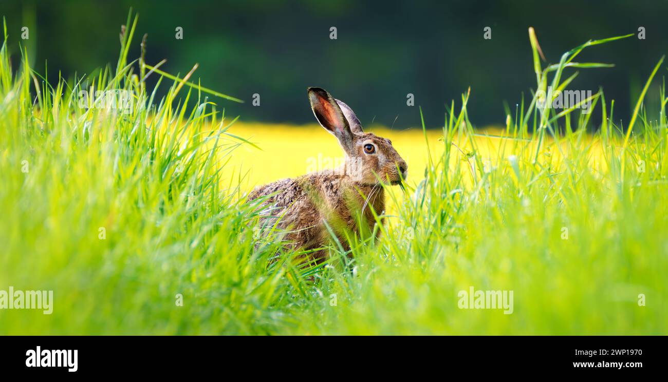 Wild brown hare, lepus europaeus, looking with alerted ears on a green ...