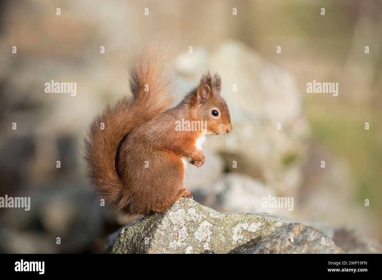 Red Squirrels, near Hawes, Yorkshire Dales Stock Photo - Alamy