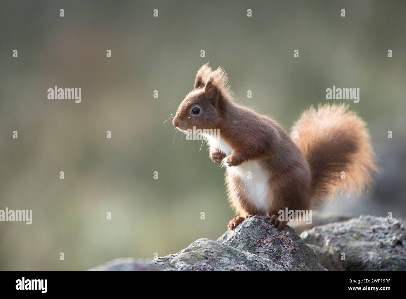 Red Squirrels, near Hawes, Yorkshire Dales Stock Photo - Alamy