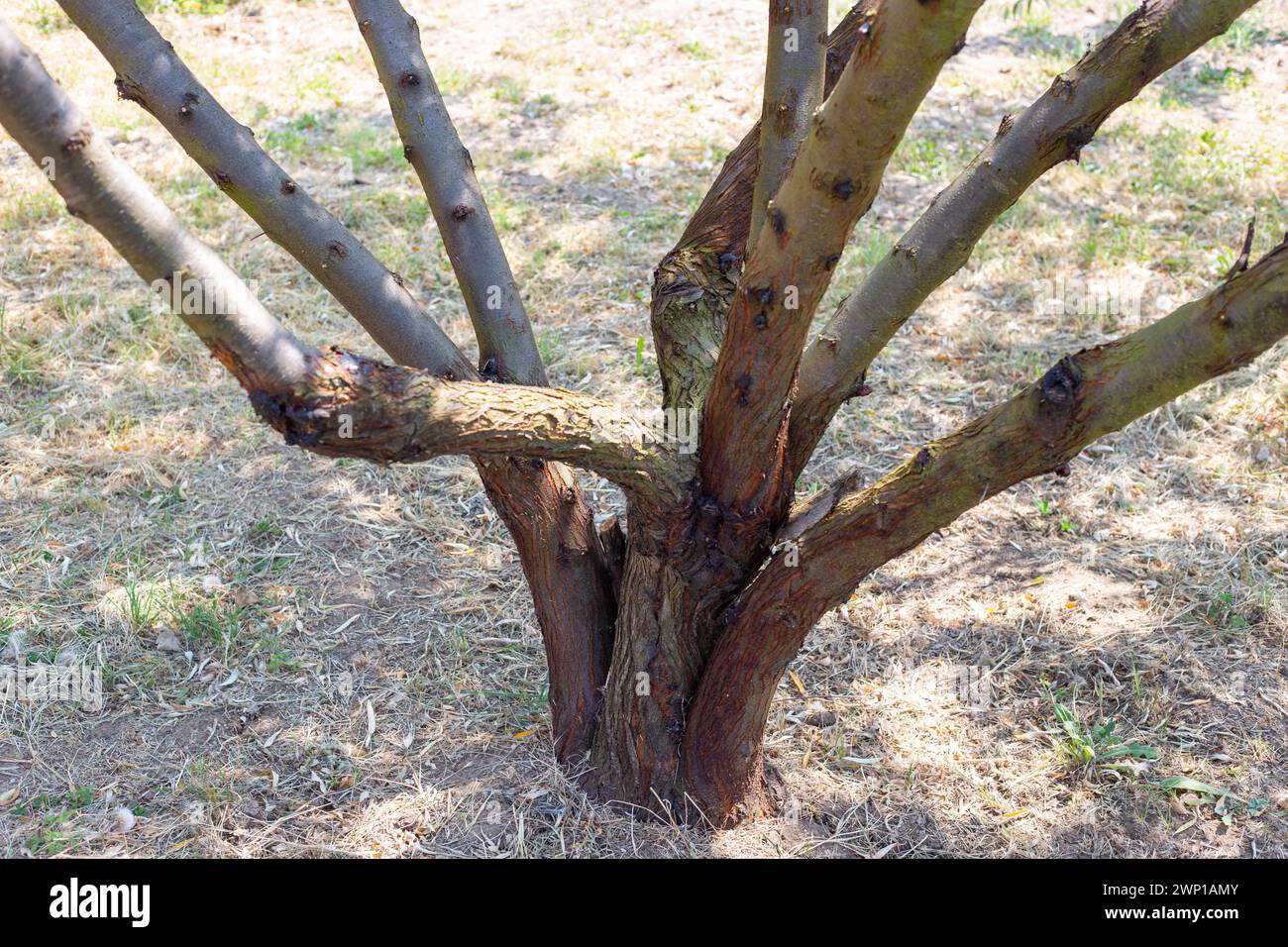 A tree trunk with branches in different directions. Forming a tree ...