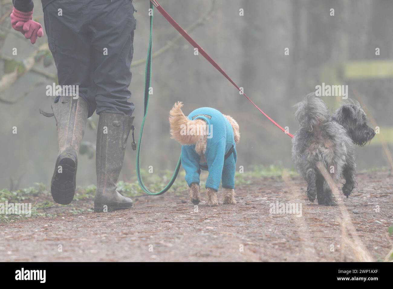 Wellies dog hi-res stock photography and images - Alamy