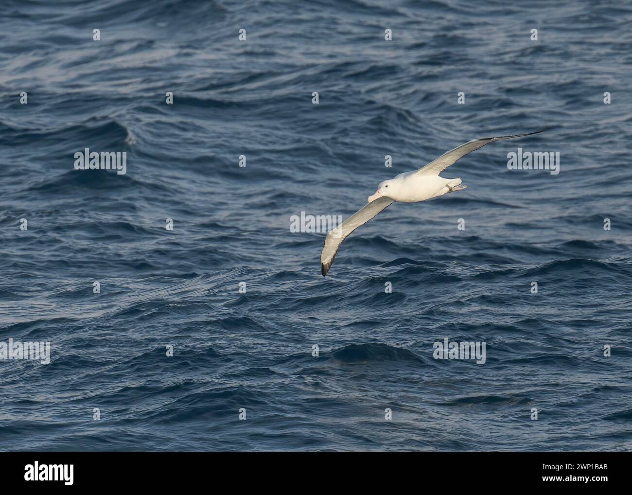 Albatross Wandering (Diomedia exulans), in flight across the Southern ...