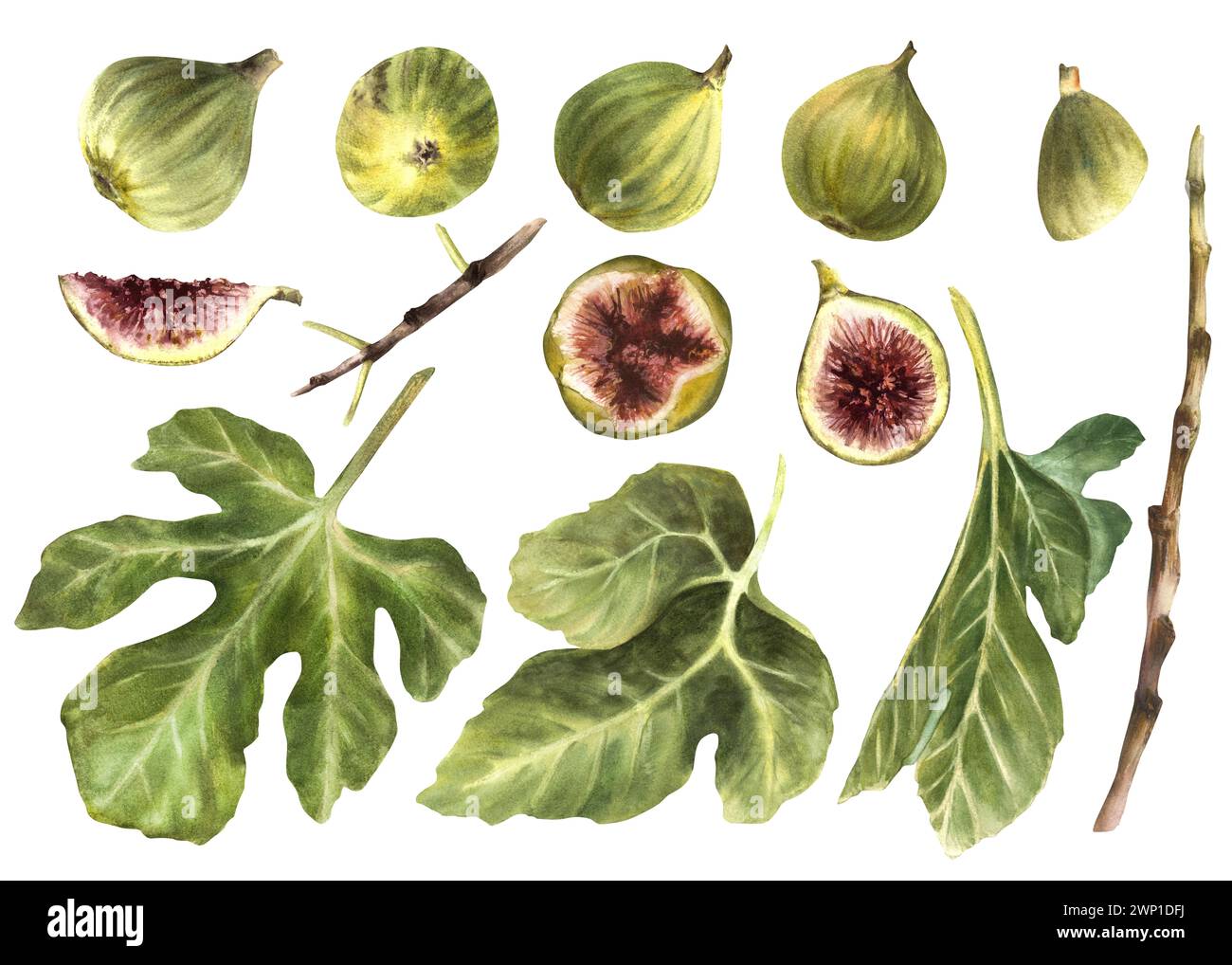 Watercolor set Ripe fig fruits of different shapes, whole, cut, slices ...