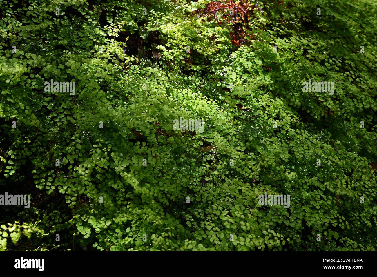 Maidenhair fern tree hi-res stock photography and images - Alamy