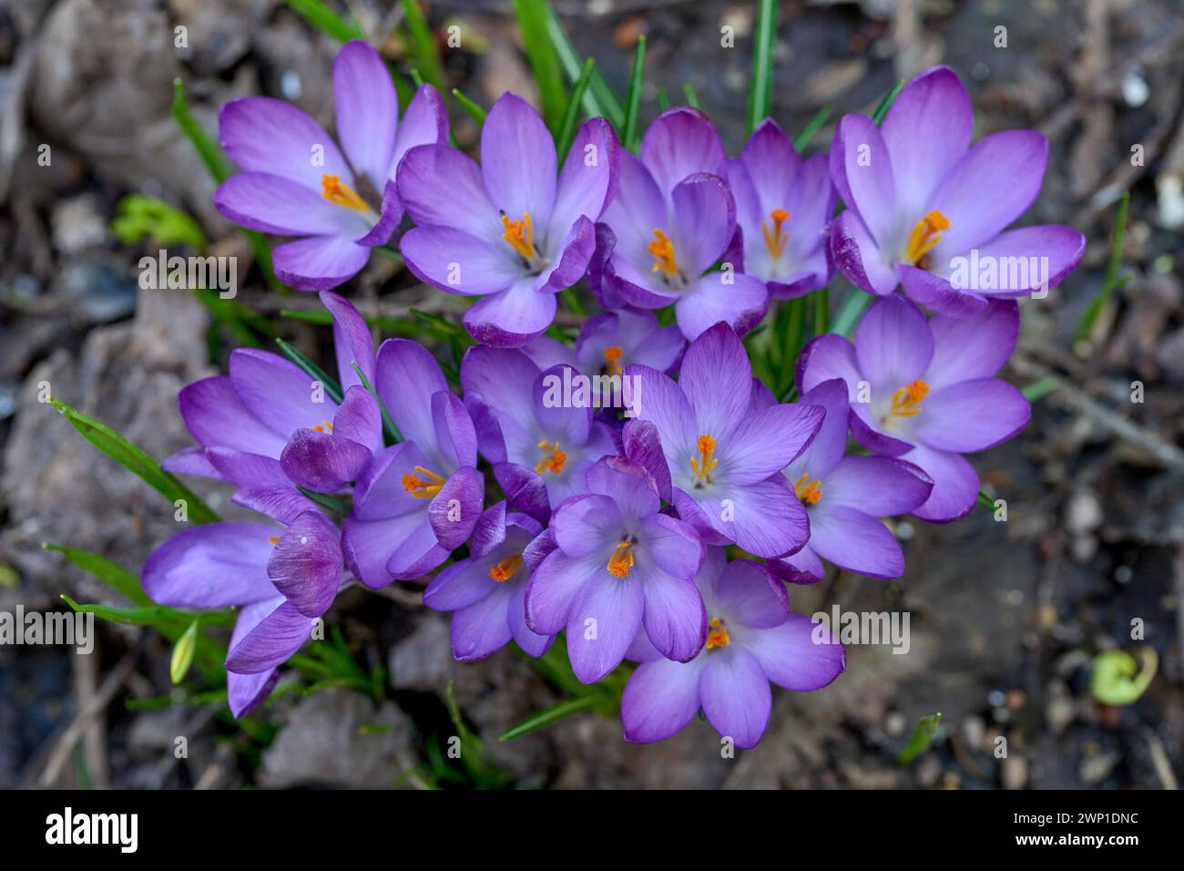 Cluster of blue spring crocuses Crocus vernus Stock Photo - Alamy