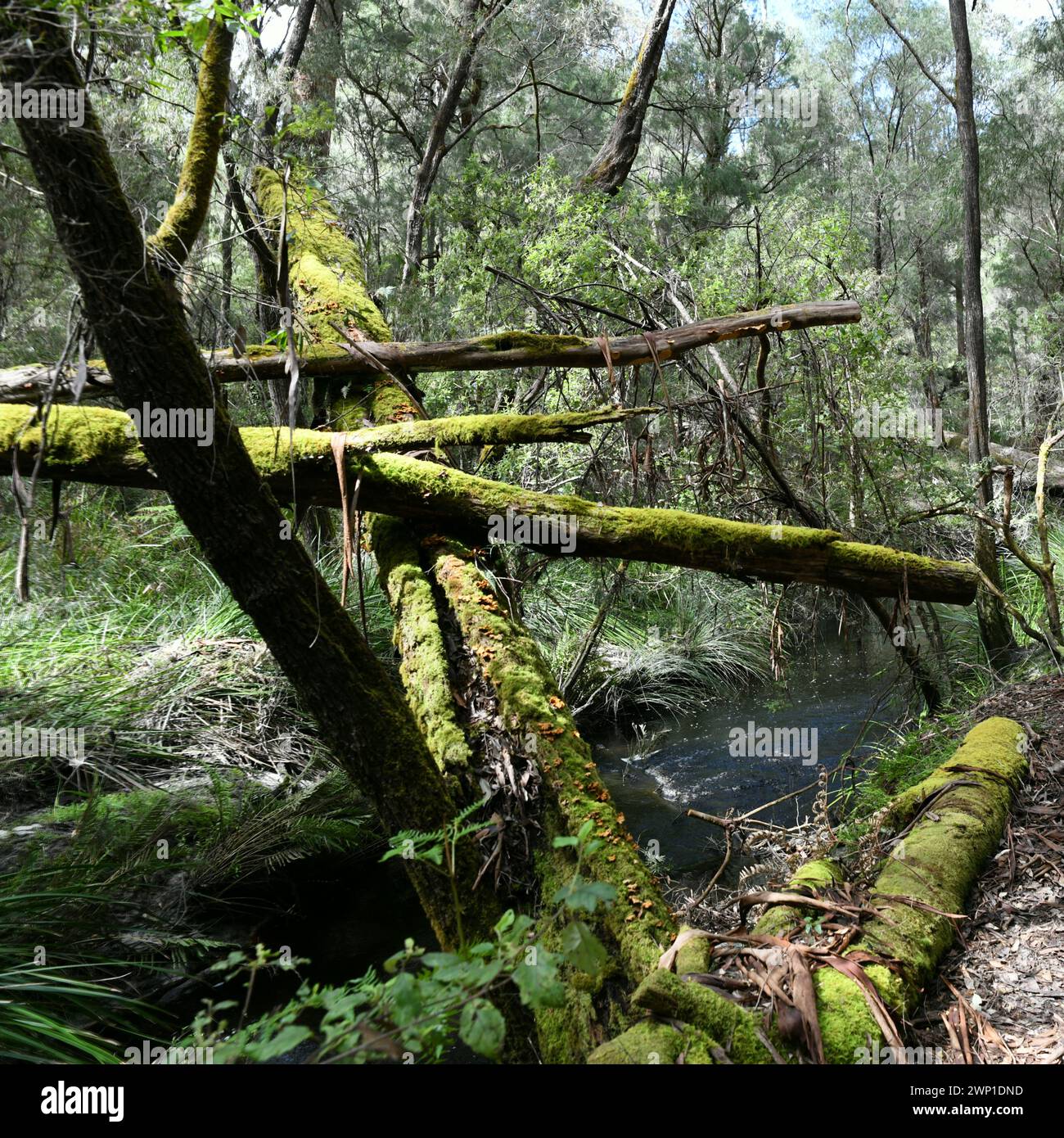 Dead moss hi-res stock photography and images - Alamy