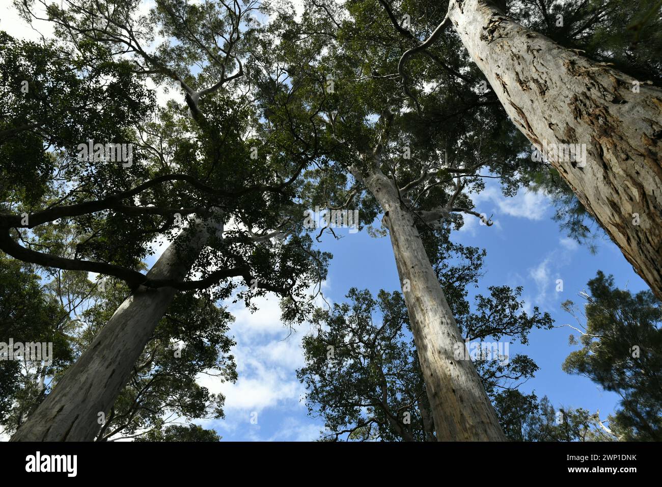 Karri eucalyptus hi-res stock photography and images - Alamy