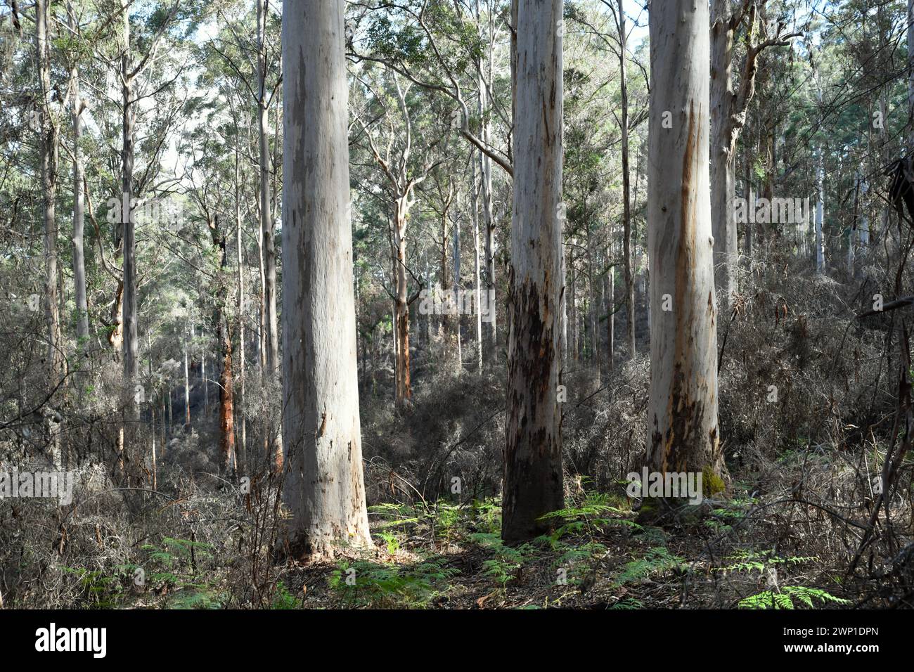 Karri trees in Gloucester National Park, WA Stock Photo - Alamy