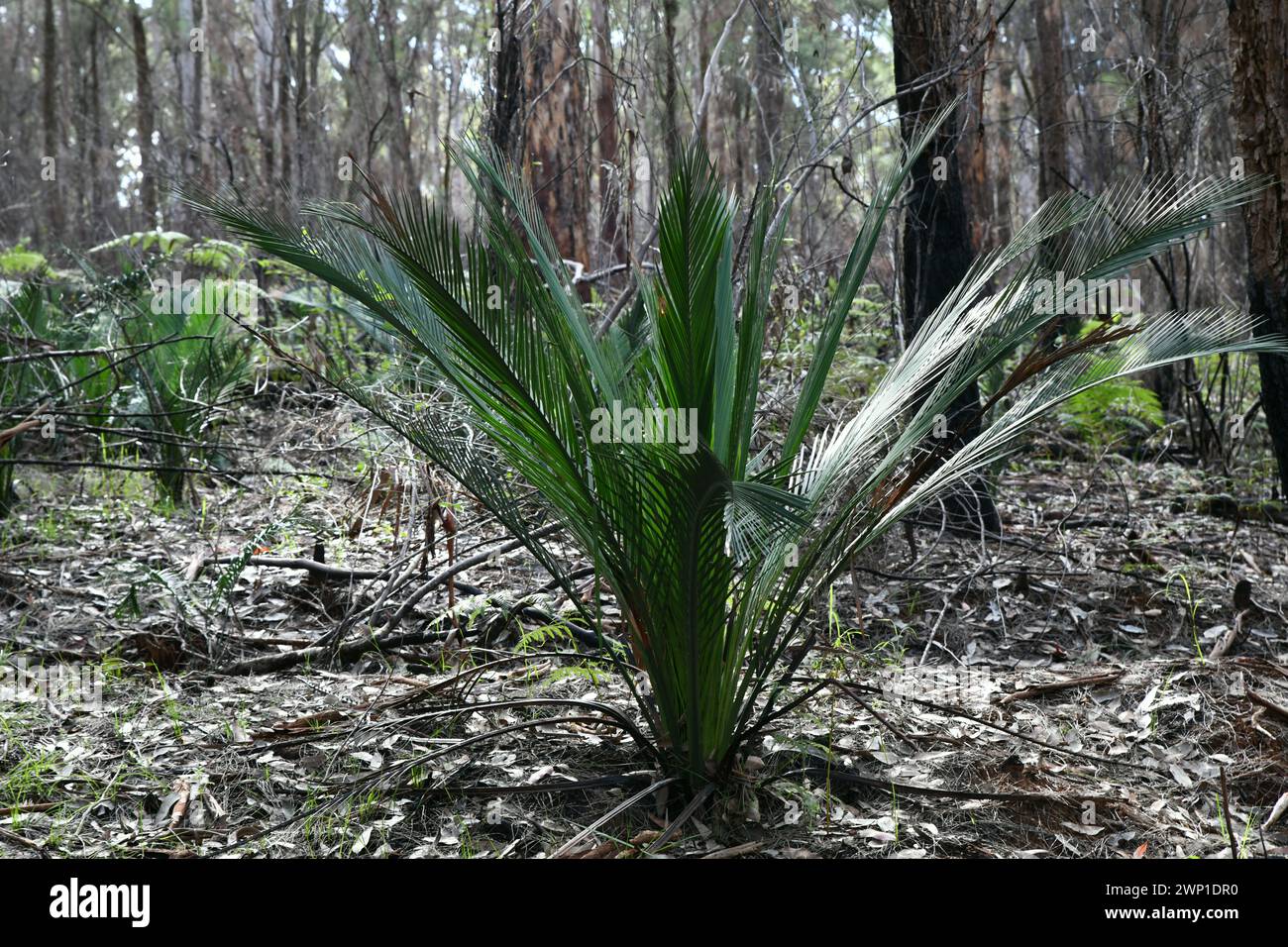 Occurs in woodland hi-res stock photography and images - Alamy