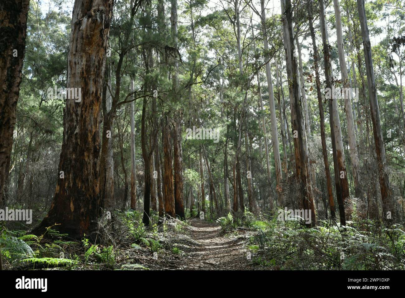 Jarrah forest hi-res stock photography and images - Alamy
