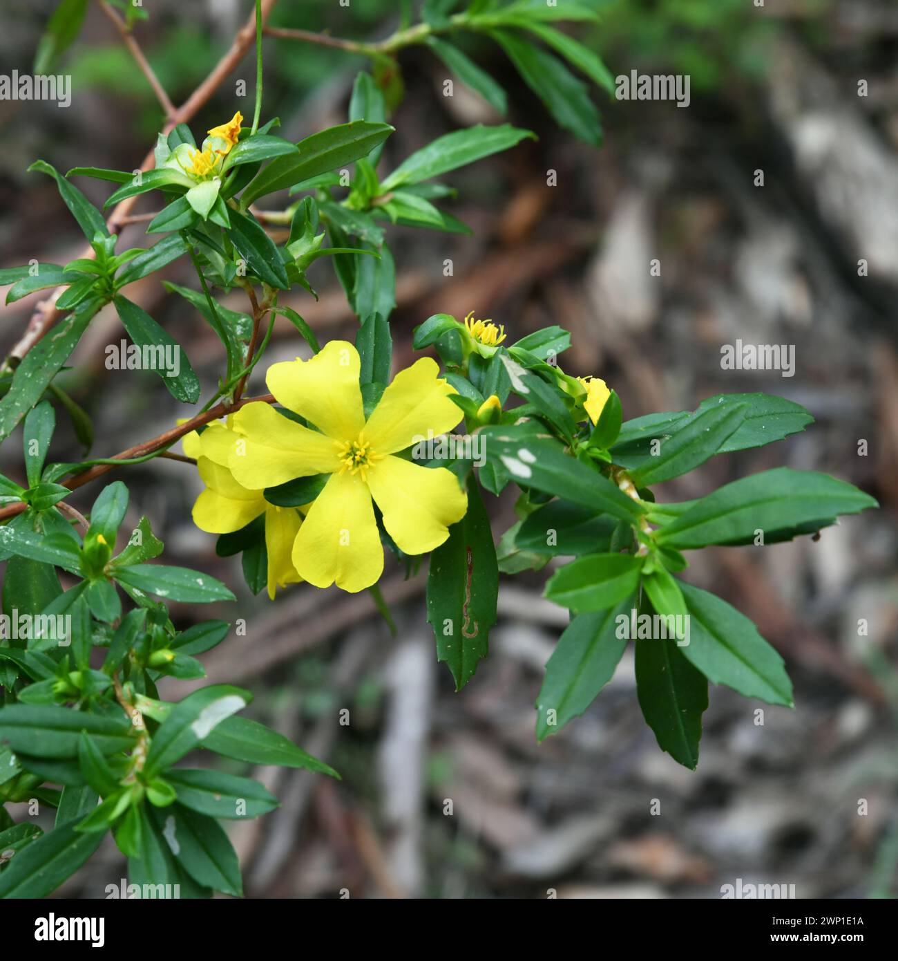 Hibbertia yellow flower wildflower hi-res stock photography and images ...