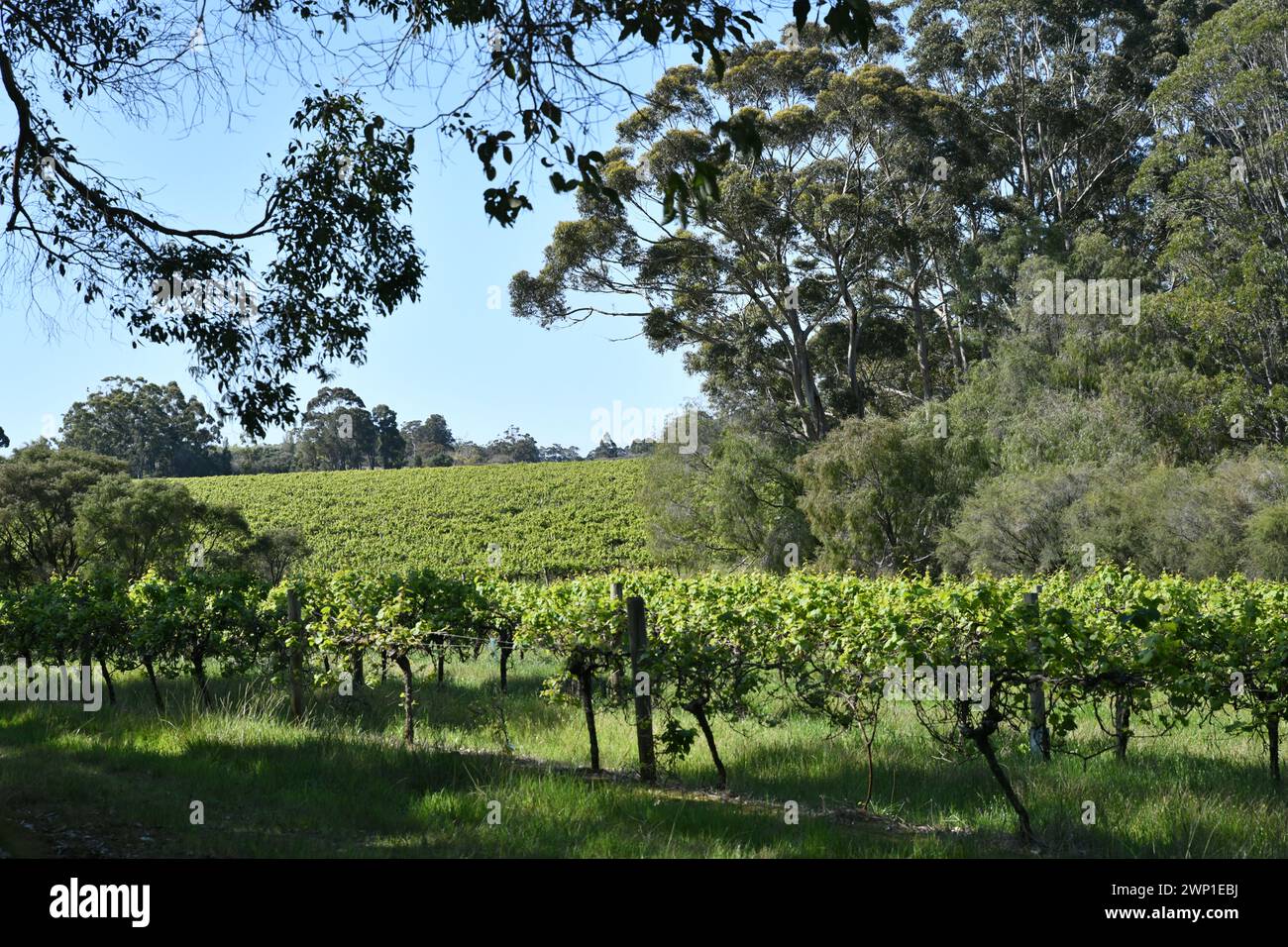 Leeuwin estate hi-res stock photography and images - Alamy