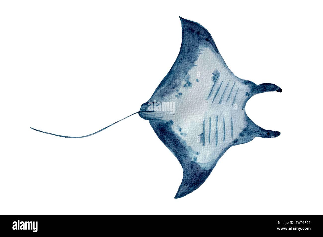 Watercolor hand-drawn manta ray isolated on white Stock Photo - Alamy