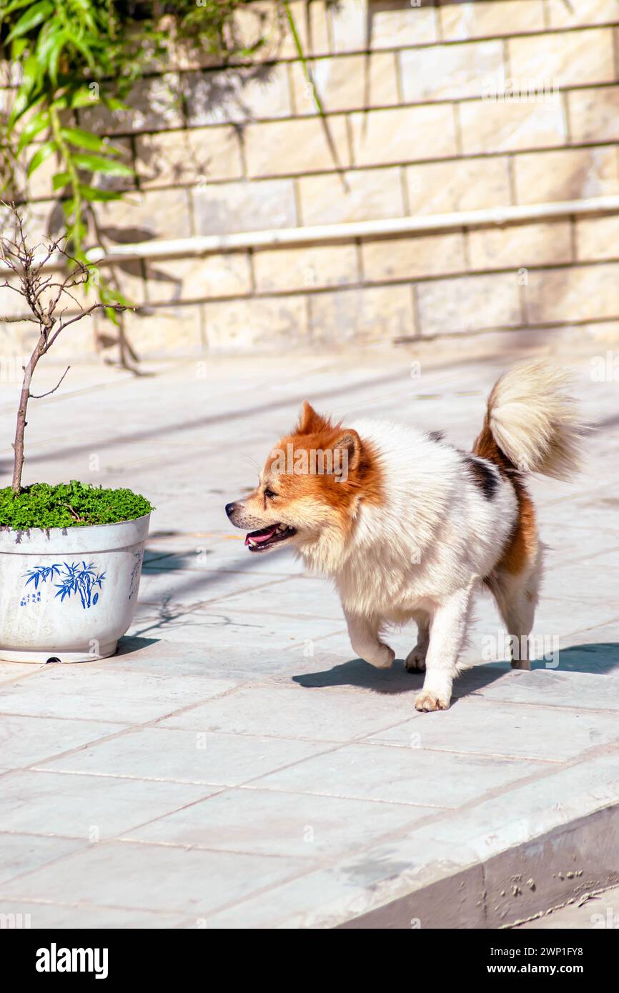 A vietnamese dog Stock Photo - Alamy