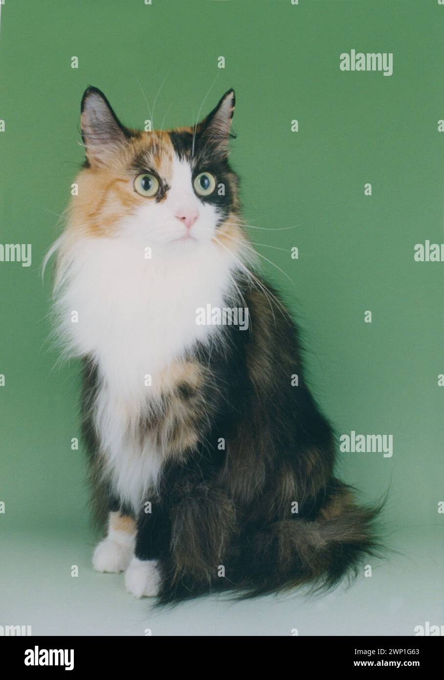 Norwegian Forest Cat Tortie & White Nfc Stock Photo - Alamy