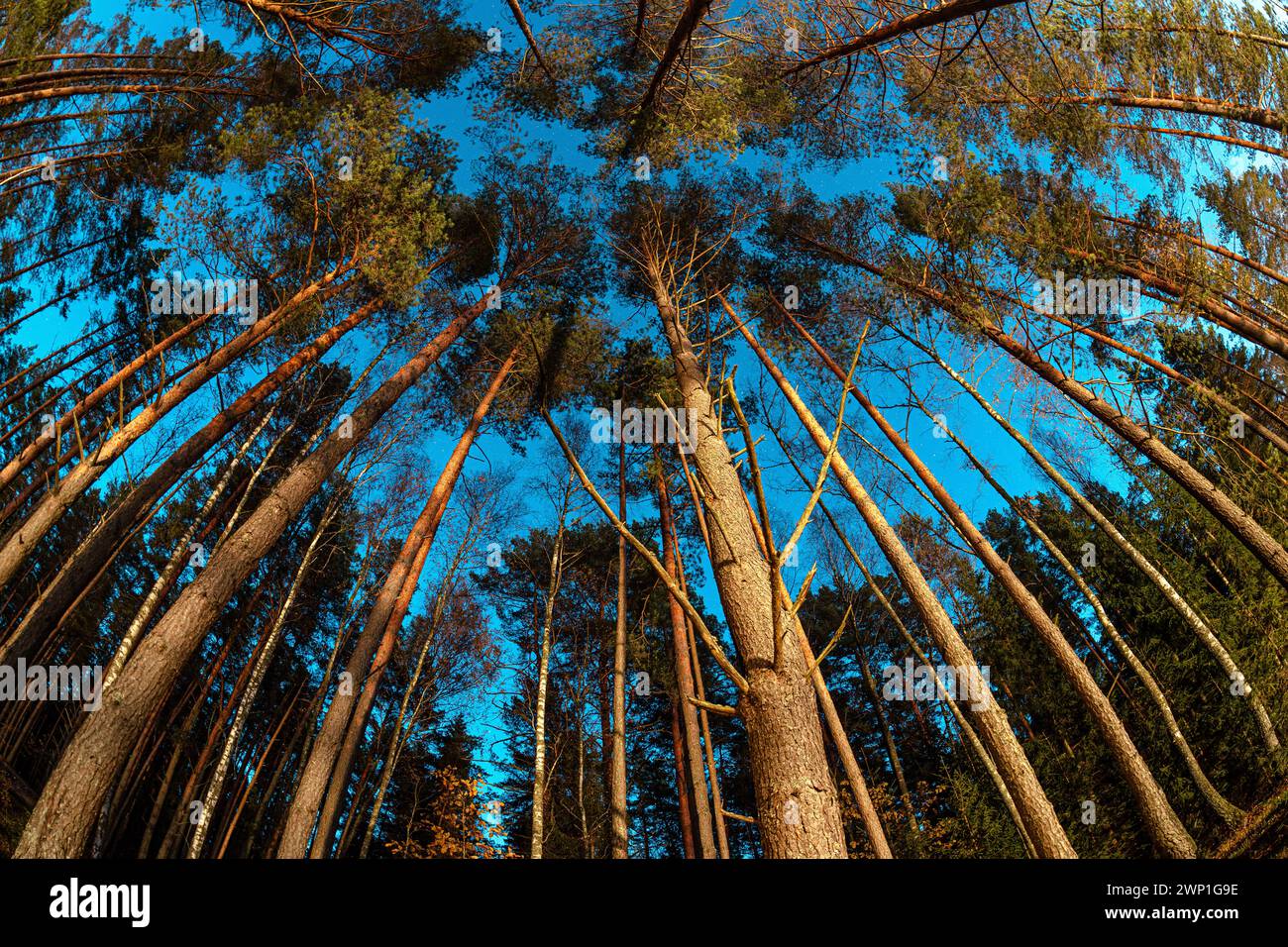 starry night stars sky forest landscape Gazing upwards in a forest, the ...