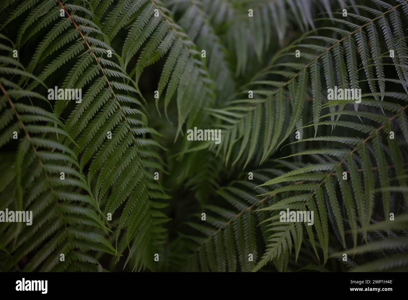 Fern leaves on dark background. Closeup of mexican tree fern lush ...