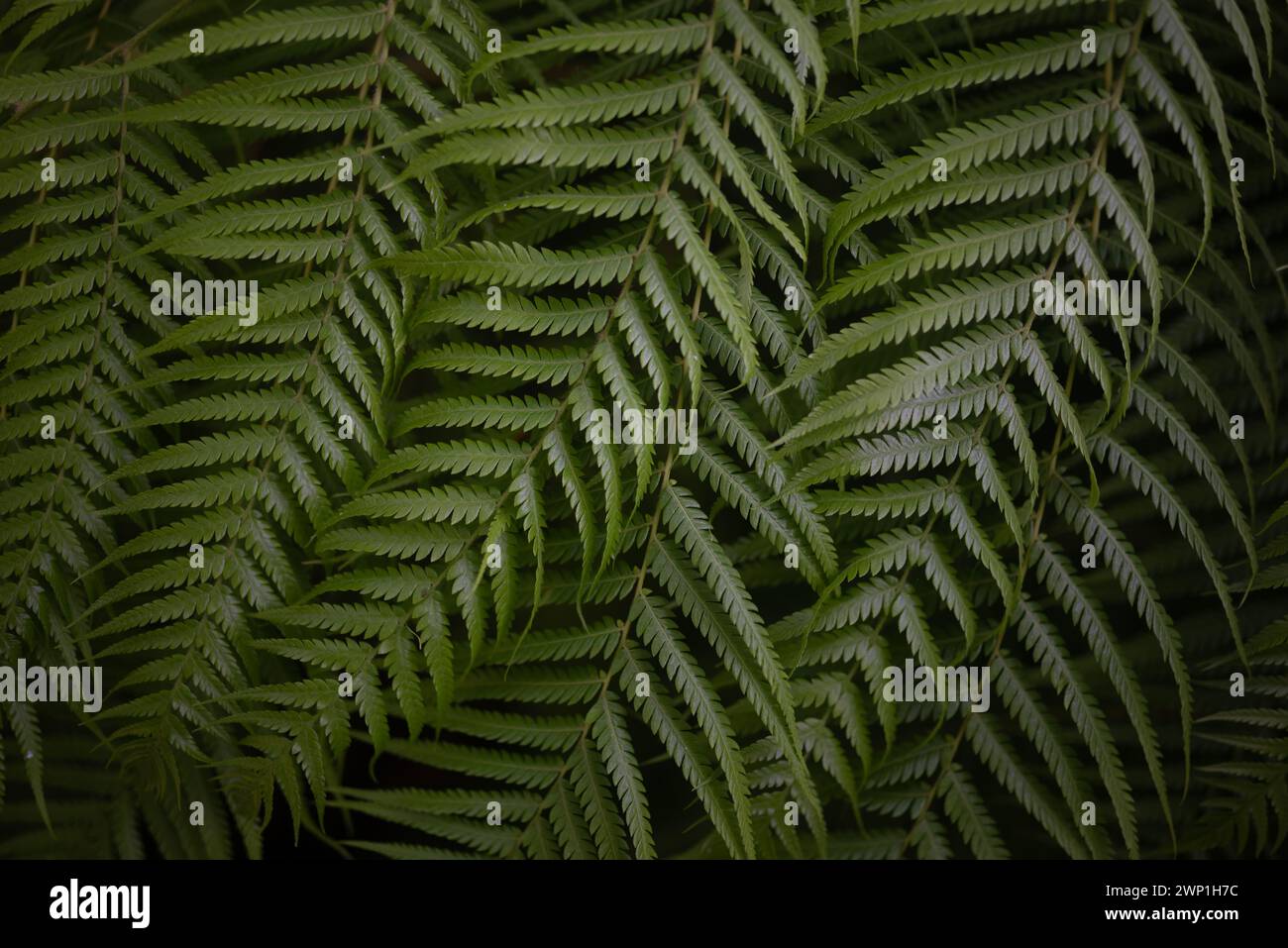 Fern leaves on dark background. Closeup of mexican tree fern lush ...
