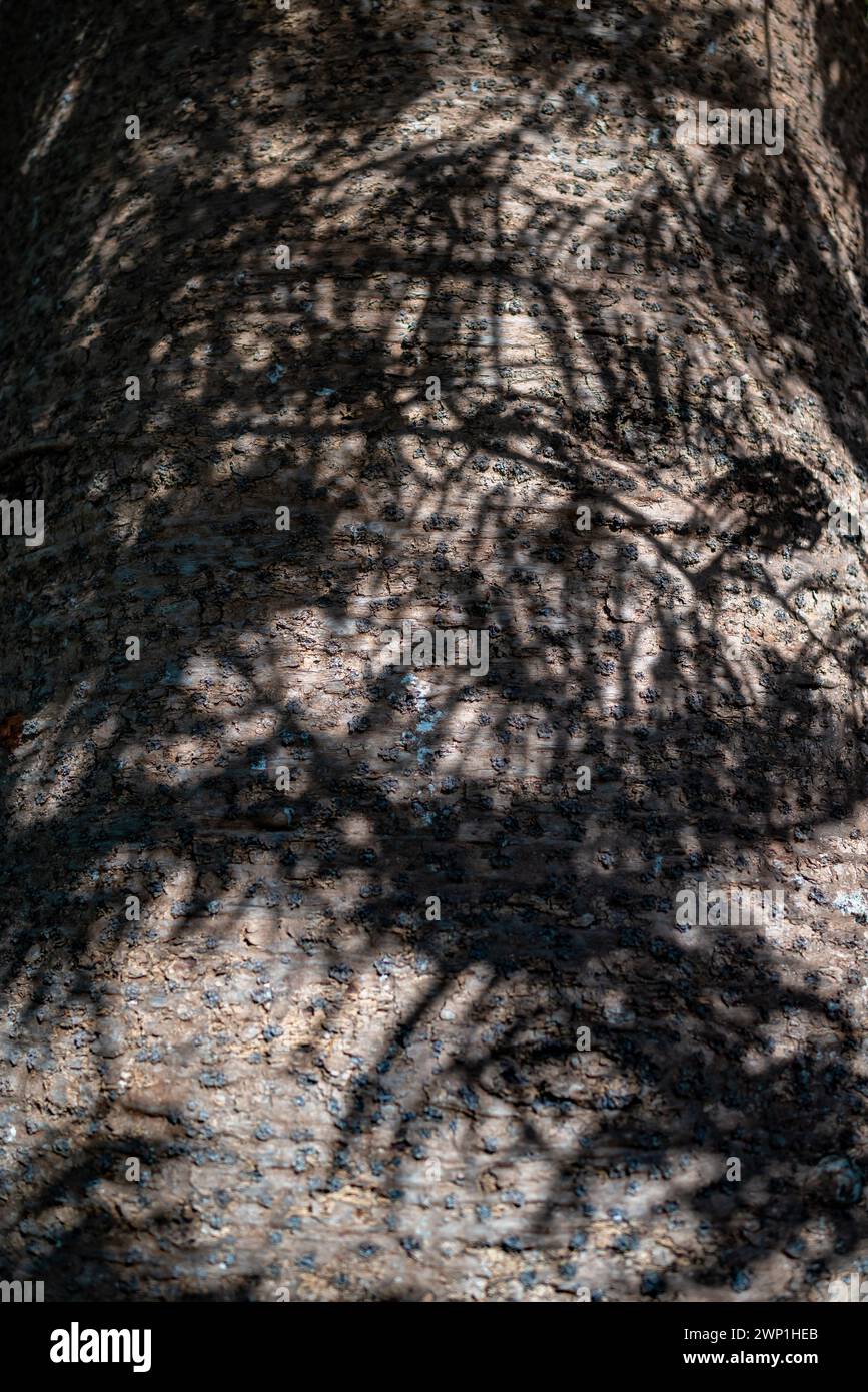 Bark background with shadows of leaves of araucaria columnaris or Cook ...