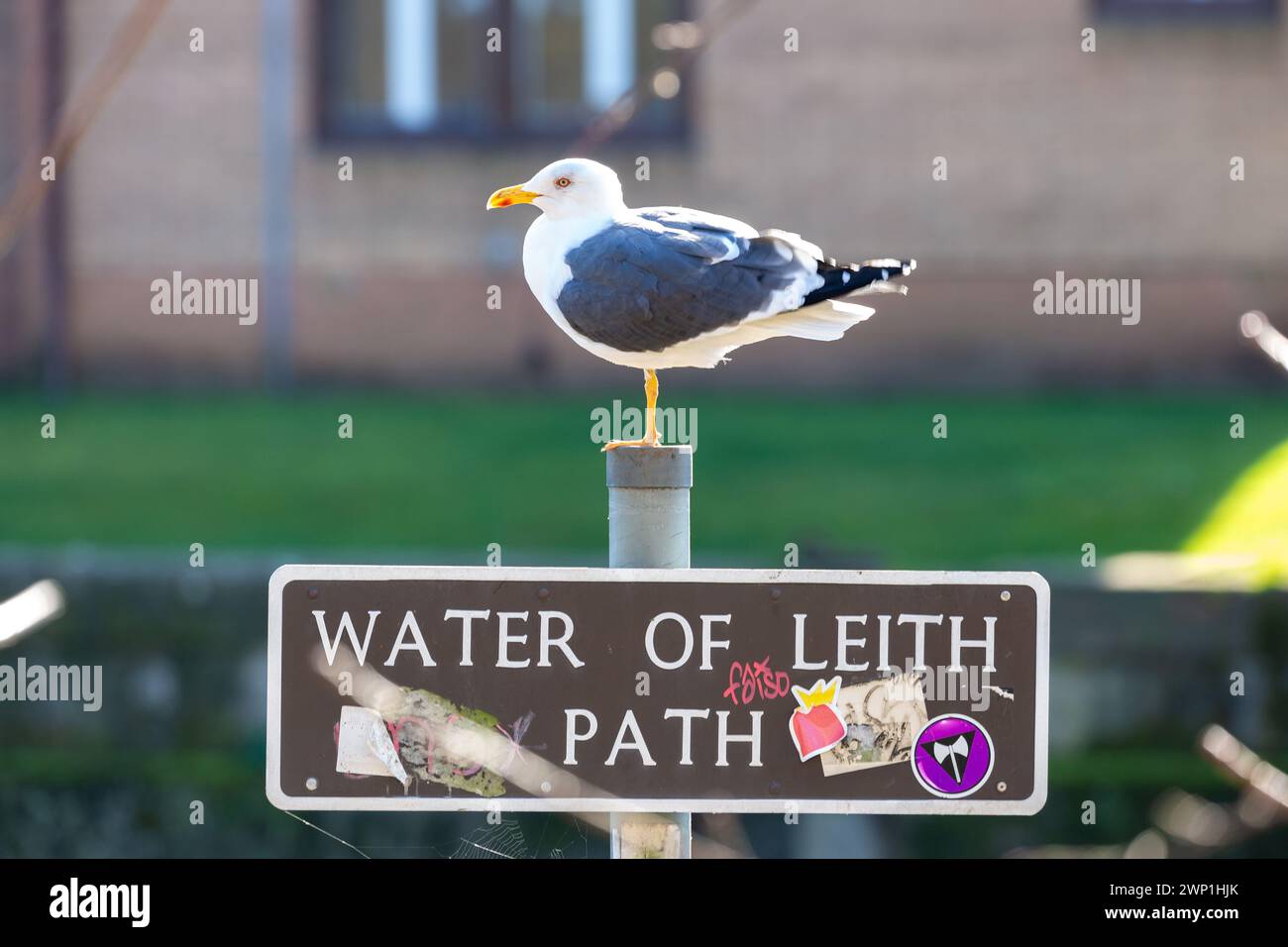 Lesser black-backed gull sitting on a water of leith sign Stock Photo ...