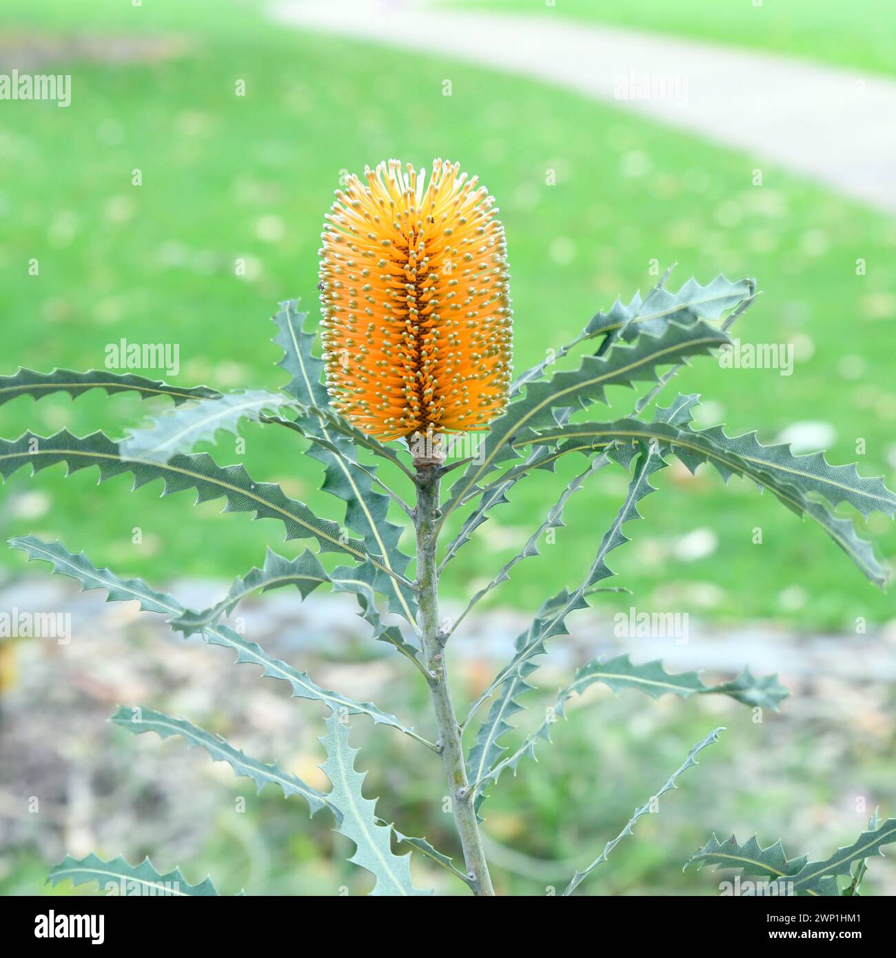 Indigenous and non indigenous australia hi-res stock photography and ...