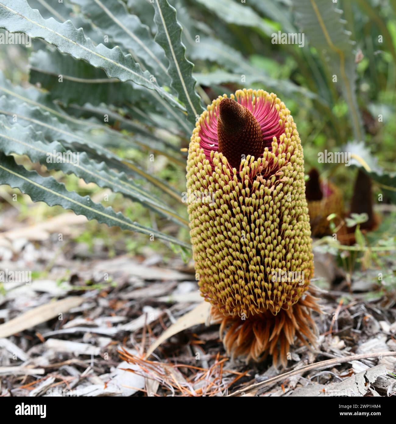 Banksia petiolaris is a rare species of flowering plant in the family ...