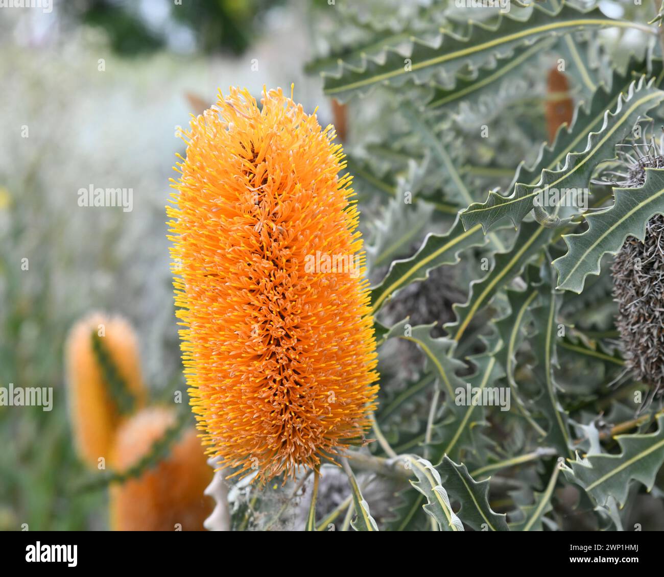 Indigenous and non indigenous australia hi-res stock photography and ...