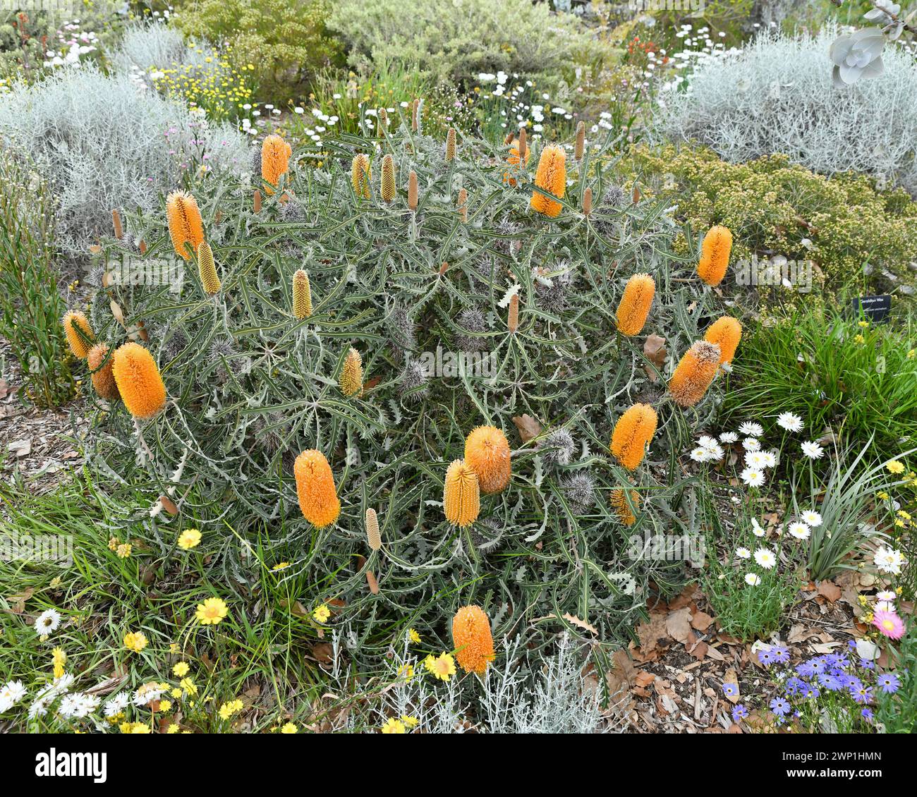 Indigenous and non indigenous australia hi-res stock photography and ...
