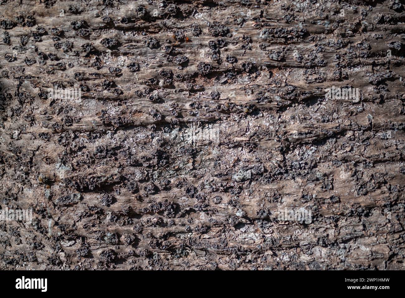 Bark background with lichen. Acaria columnaris or Cook pine Stock Photo ...