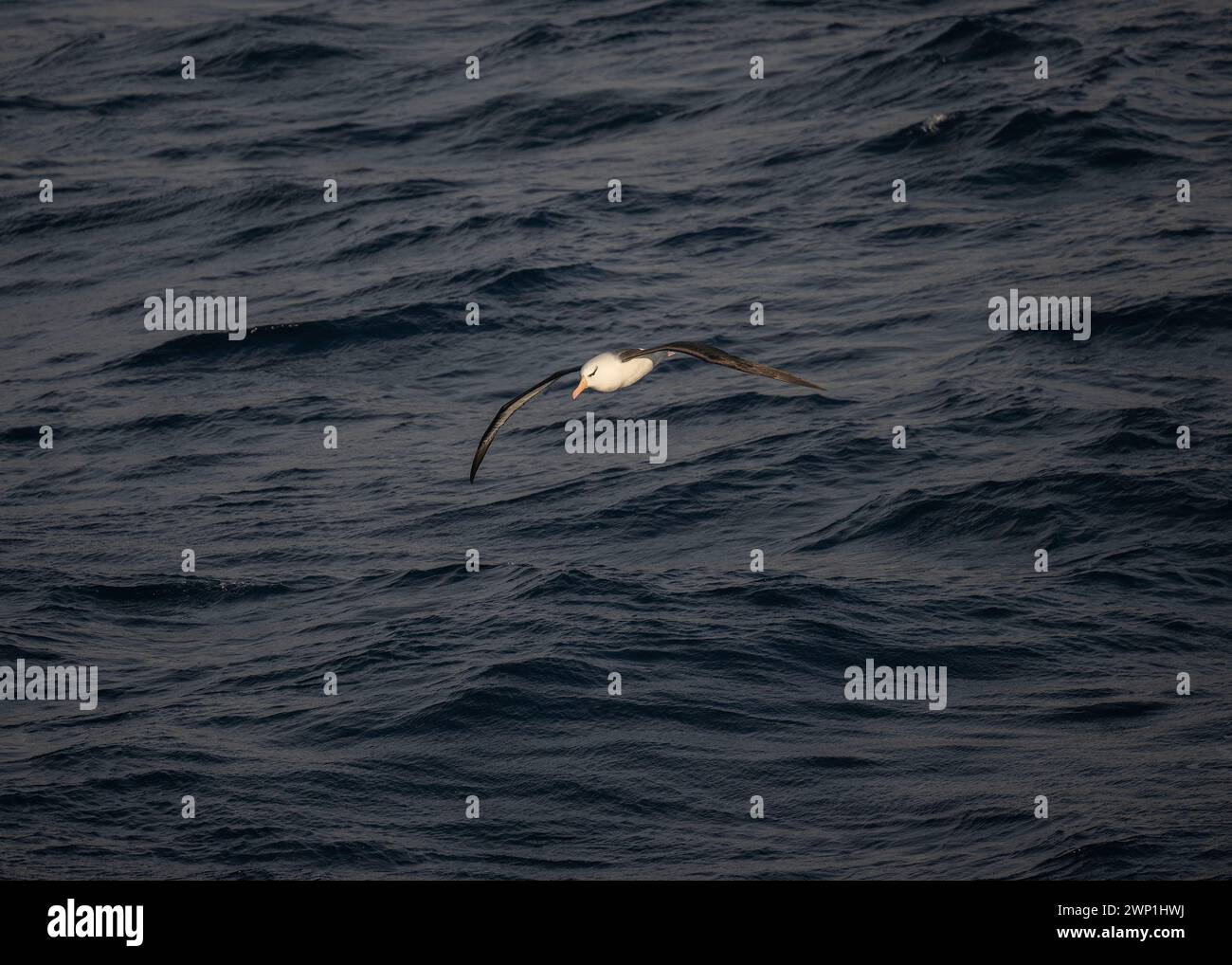 Albatross Black-browed (Thalassarche melanophris), in flight, Drake ...
