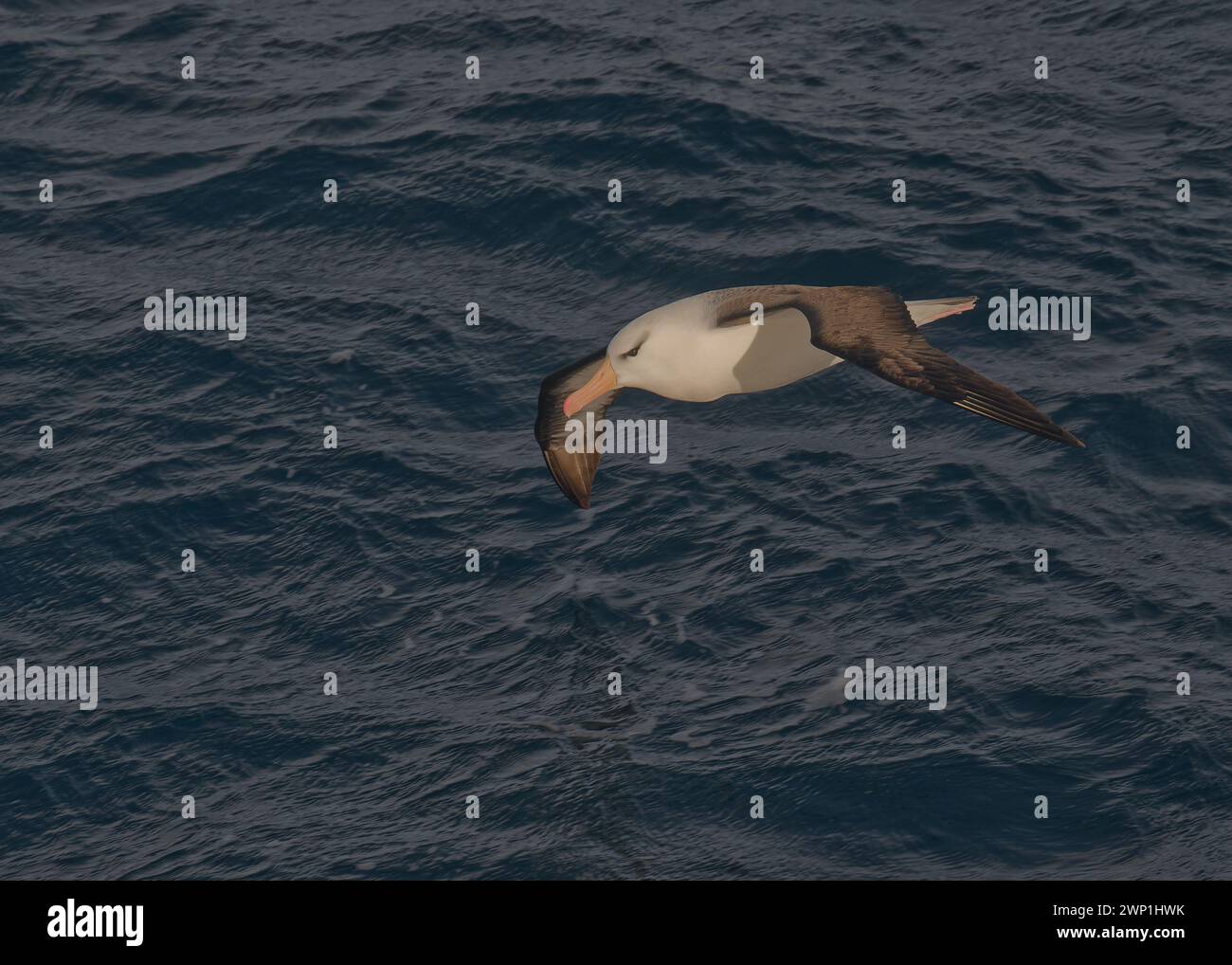 Albatross Black-browed (Thalassarche melanophris), in flight, Drake ...