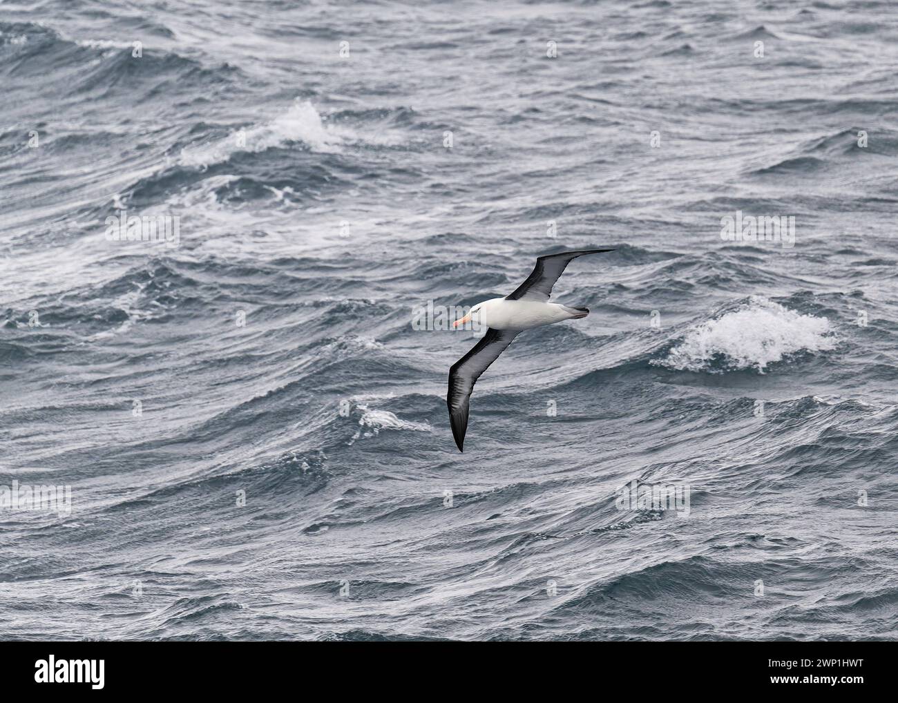Albatross Black-browed (Thalassarche melanophris), in flight, Drake ...