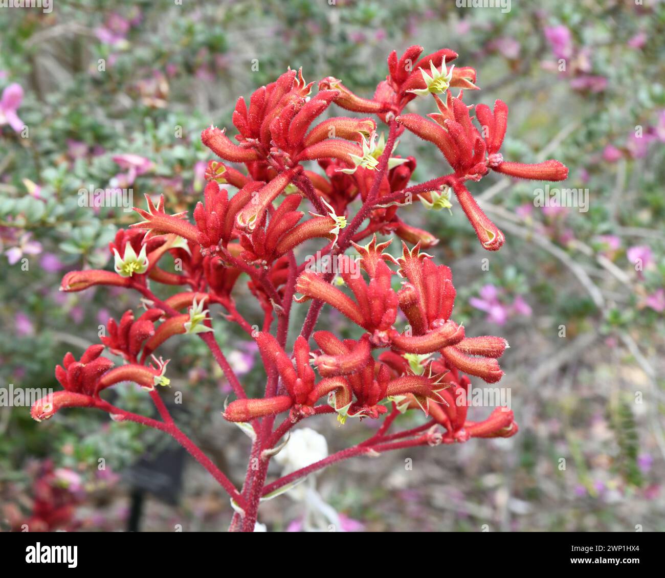 Indigenous and non indigenous australia hi-res stock photography and ...