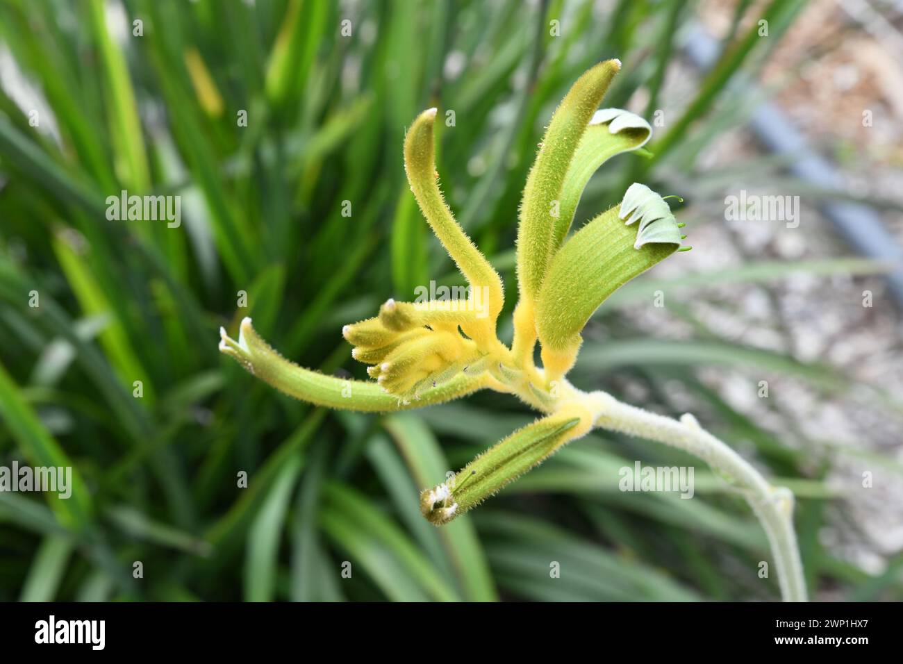 Western australias state floral emblem hi-res stock photography and ...