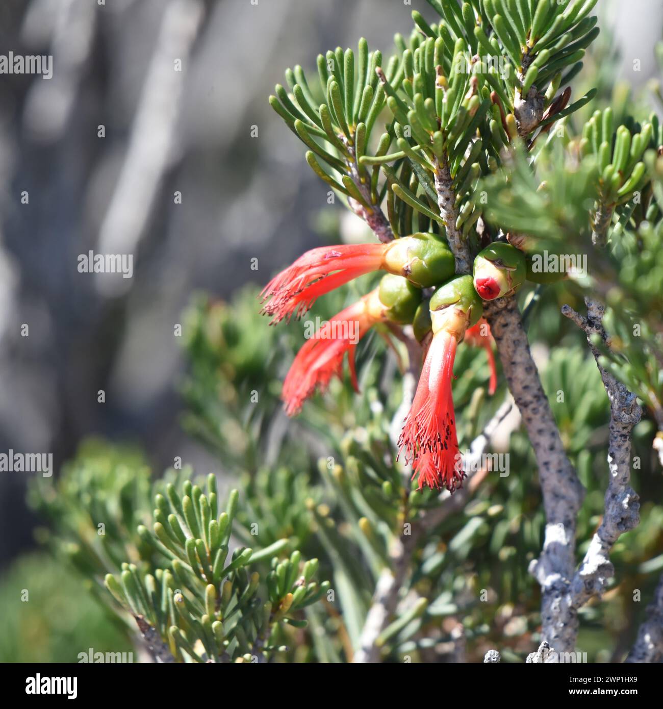 Calothamnus sanguineus, commonly known as silky-leaved blood flower ...