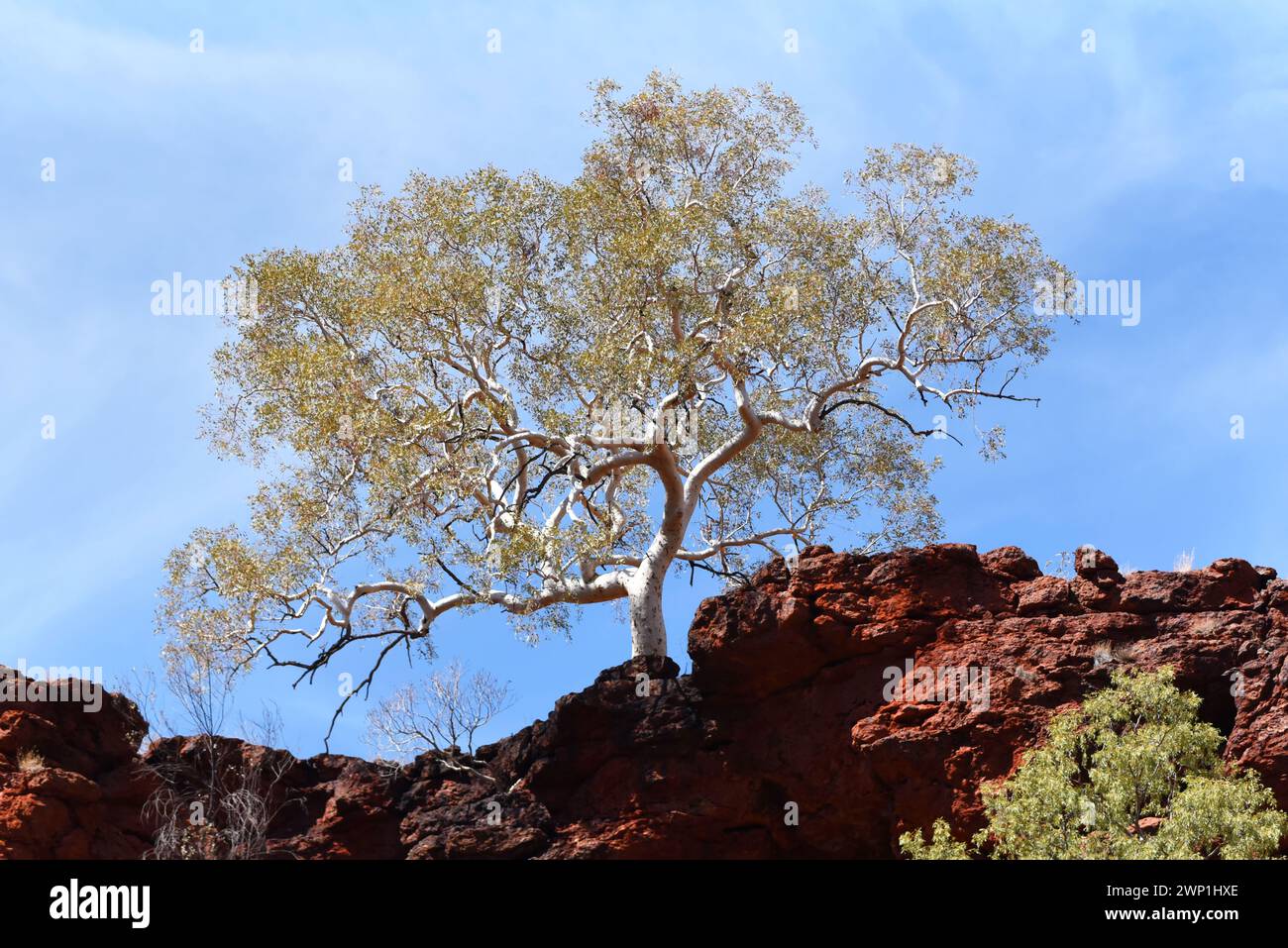 Ghost gum tree desert hi-res stock photography and images - Alamy
