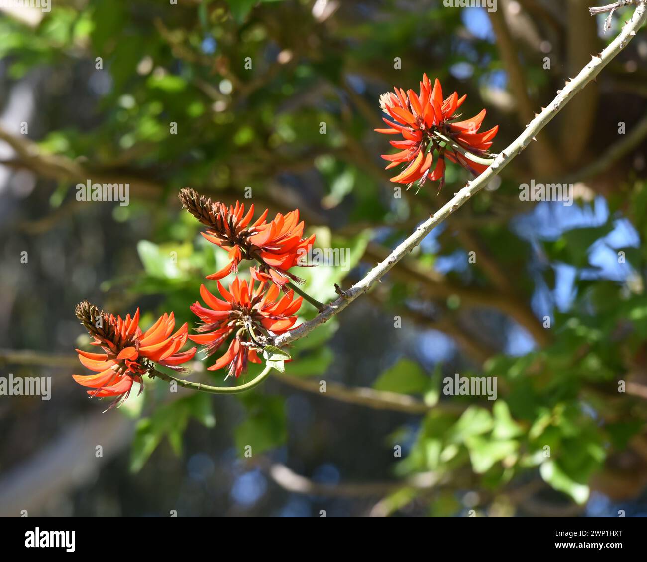 Coral tree species erythrina hi-res stock photography and images - Alamy