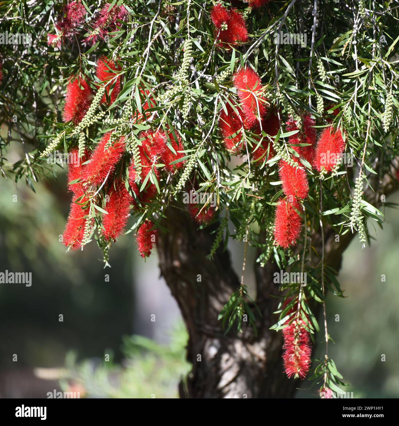 Melaleuca phoenicea, commonly known as scarlet bottlebrush or lesser ...