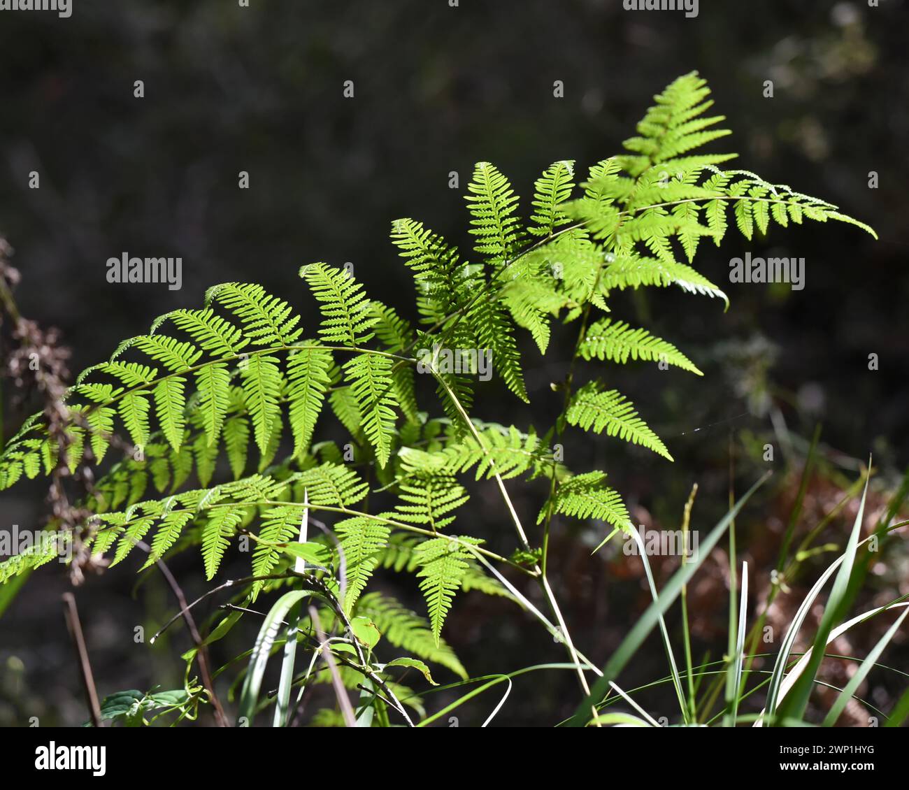 Black stem maidenhair hi-res stock photography and images - Alamy