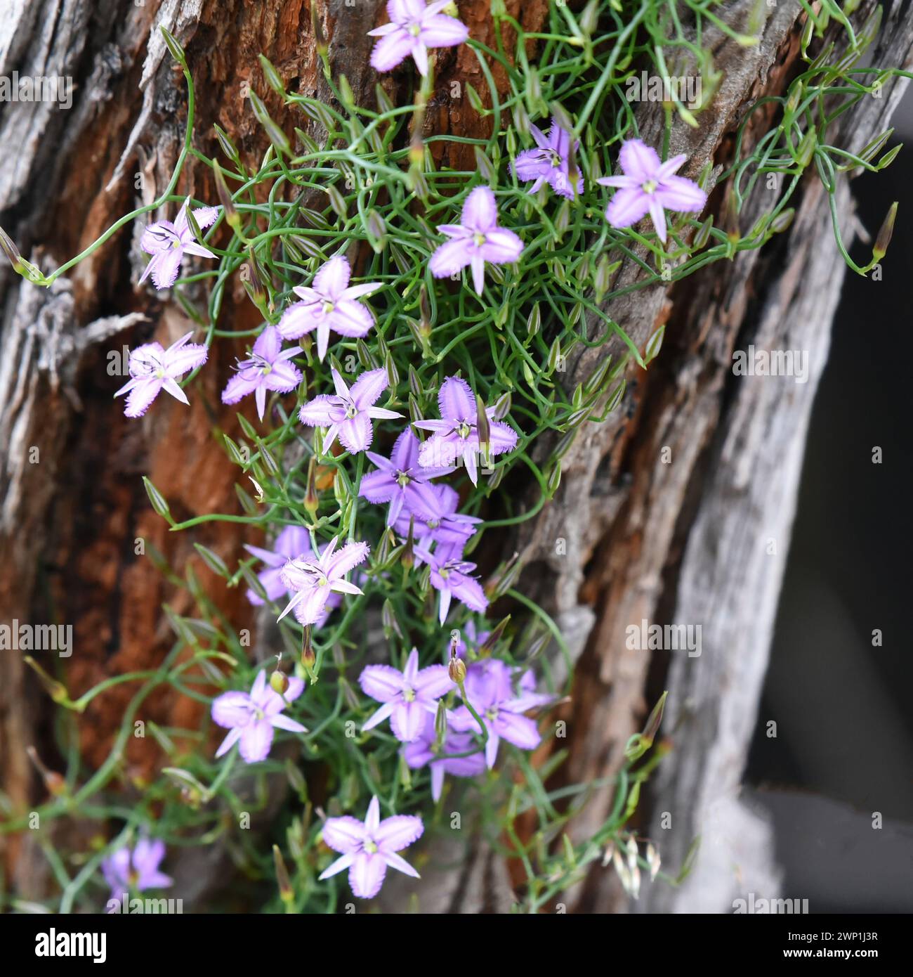 Indigenous and non indigenous australia hi-res stock photography and ...