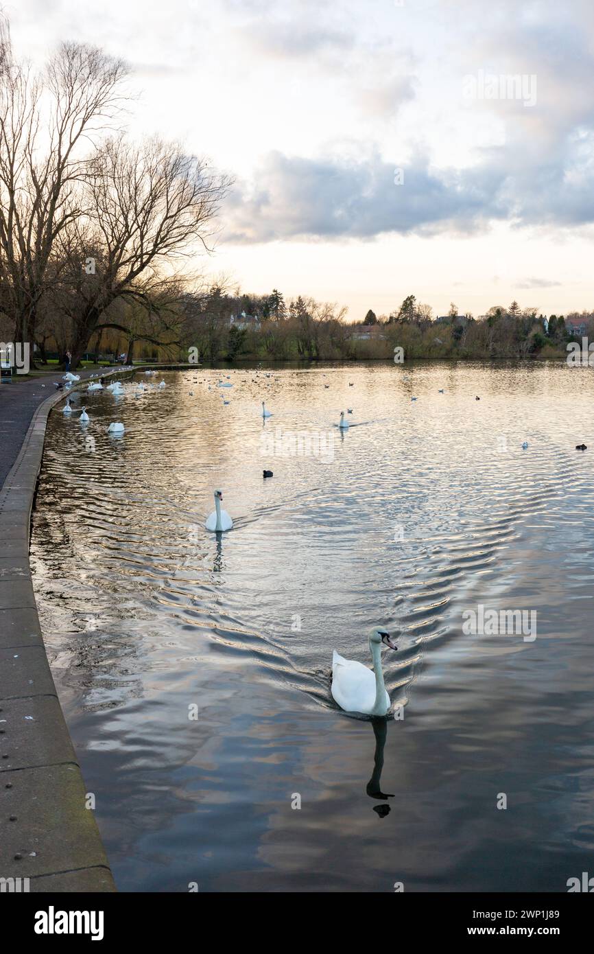 Linlithgow Loch is the largest natural freshwater loch in Lothian Stock ...