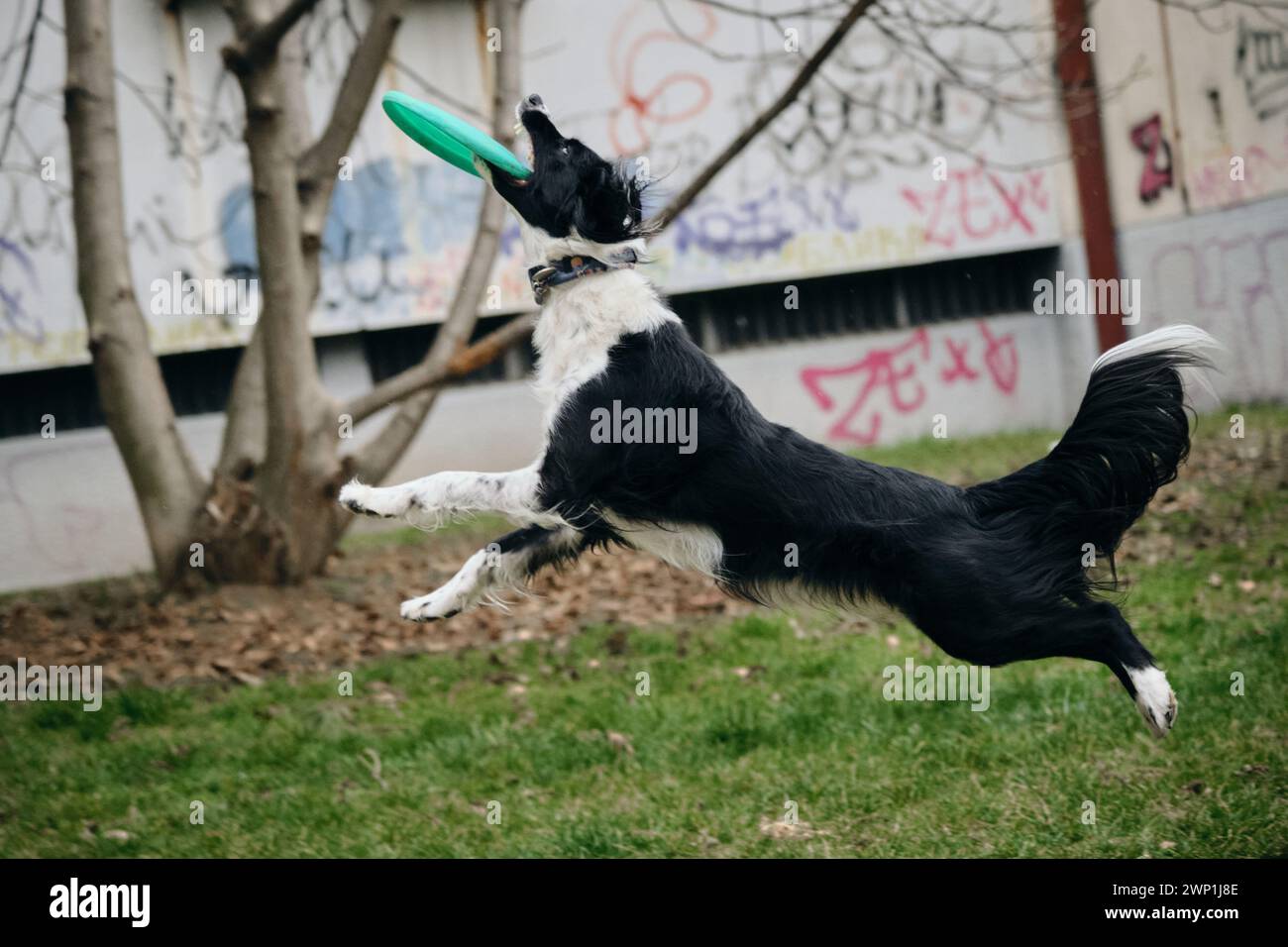 Nimble dog hi-res stock photography and images - Alamy