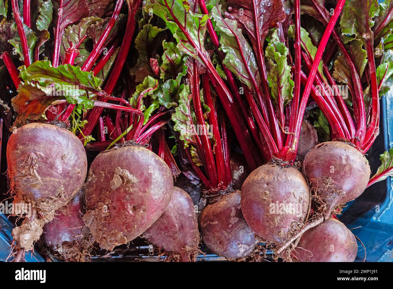 red beetroot on the market stall Stock Photo - Alamy