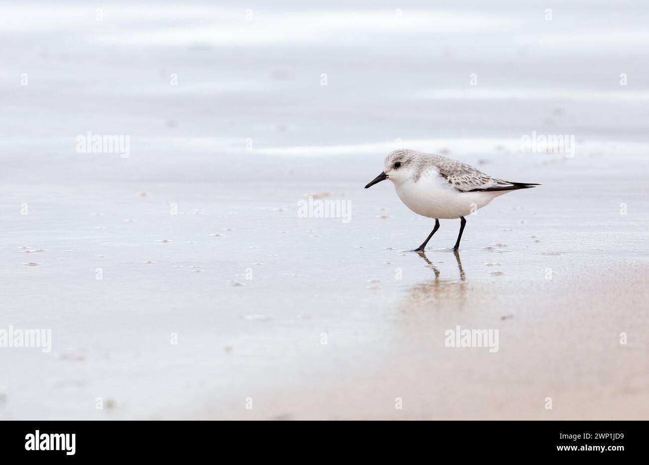 The sanderling (Calidris alba) is a small wading bird, seen here on the ...