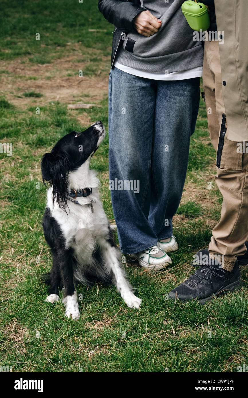 A black and white border collie sits at the feet of the owners and ...