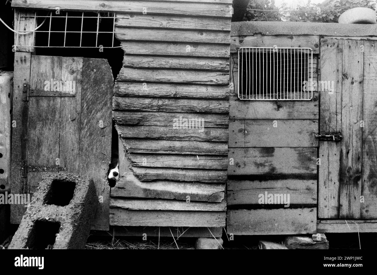 Puppy Farming Wales 1989. A breeding hutch no larger than four feet ...