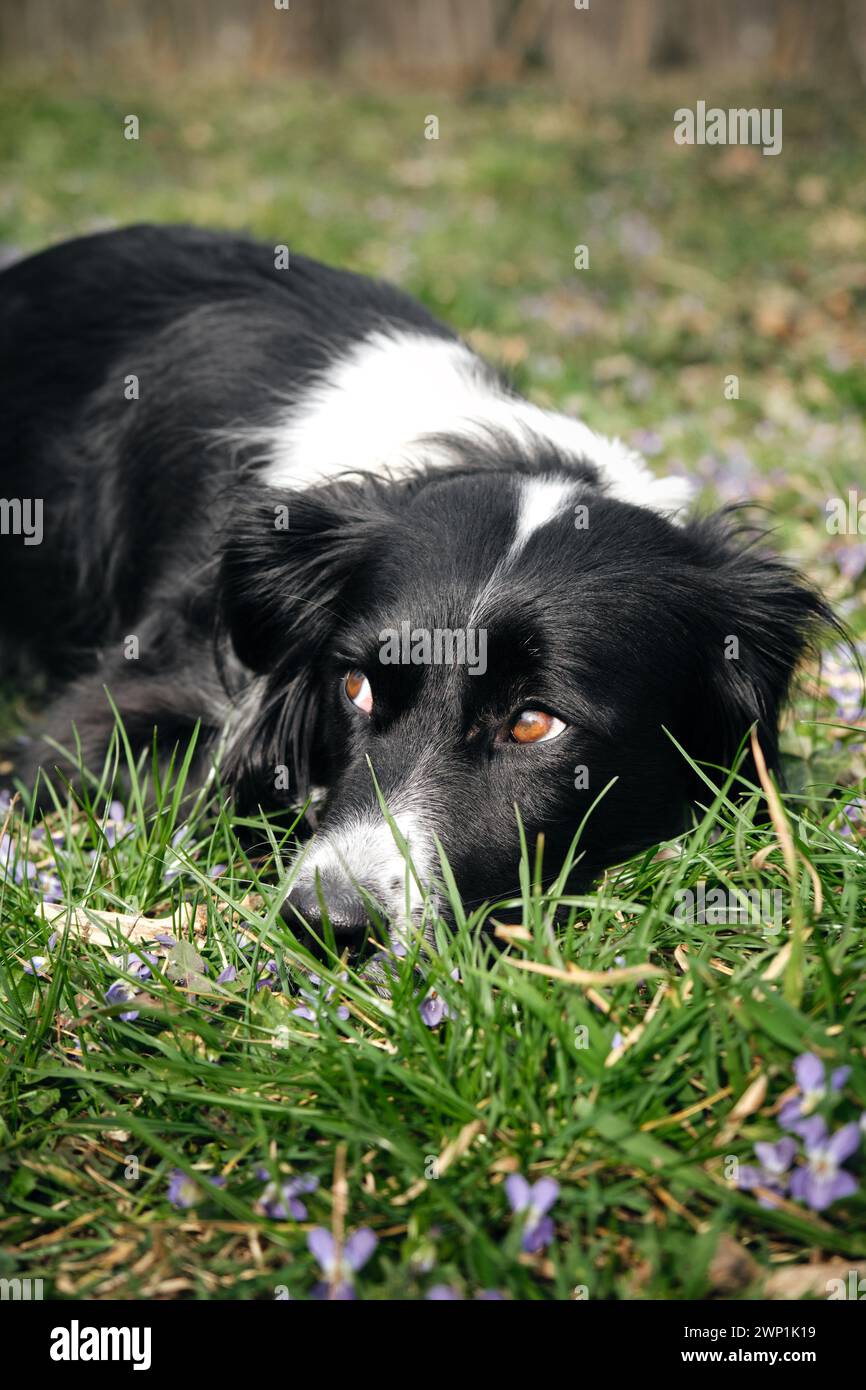 The black and white border collie has its head on the green grass with ...