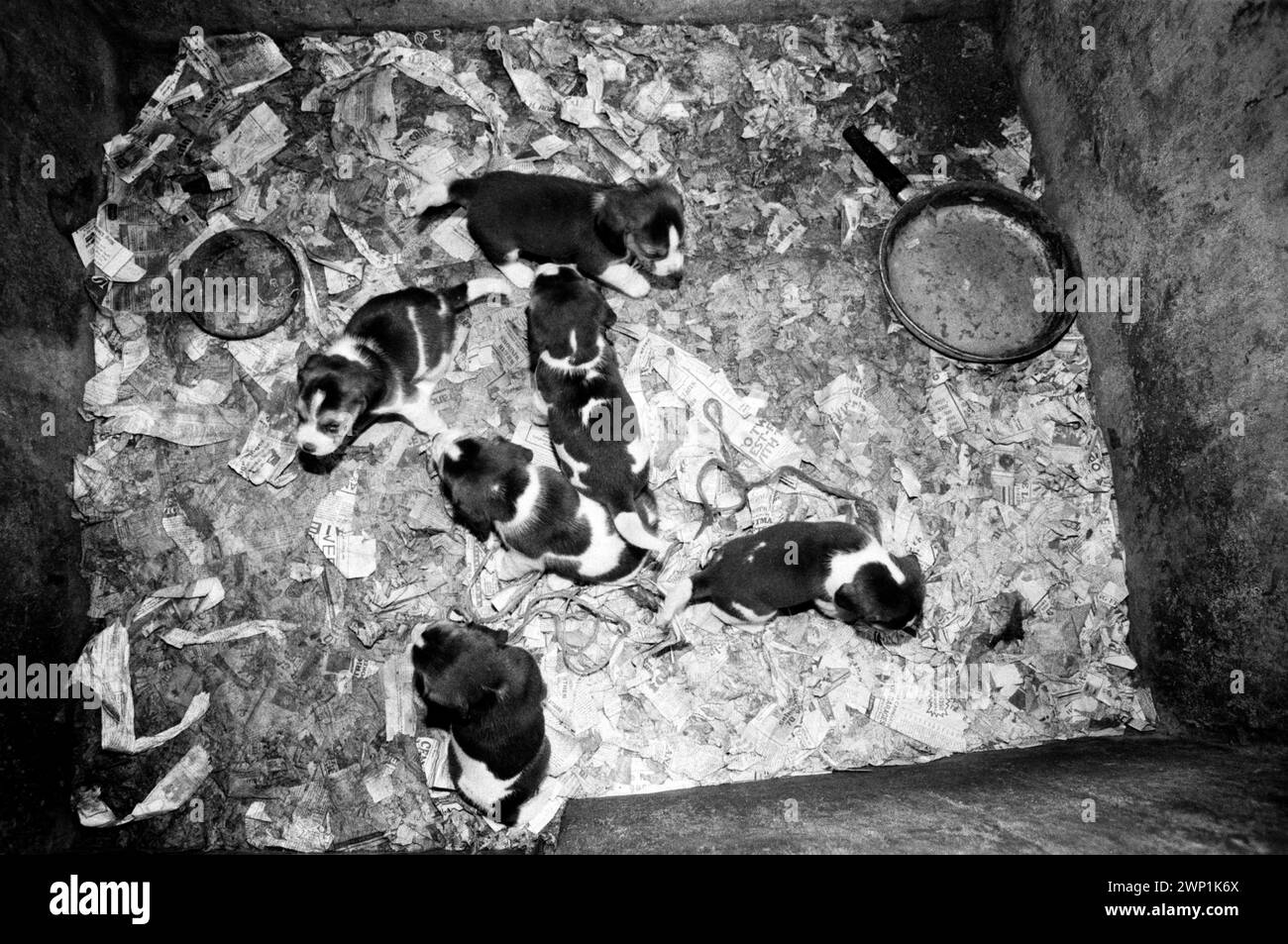 Puppy Farming Wales 1980s UK. A litter of Beagles. The Davies family ...