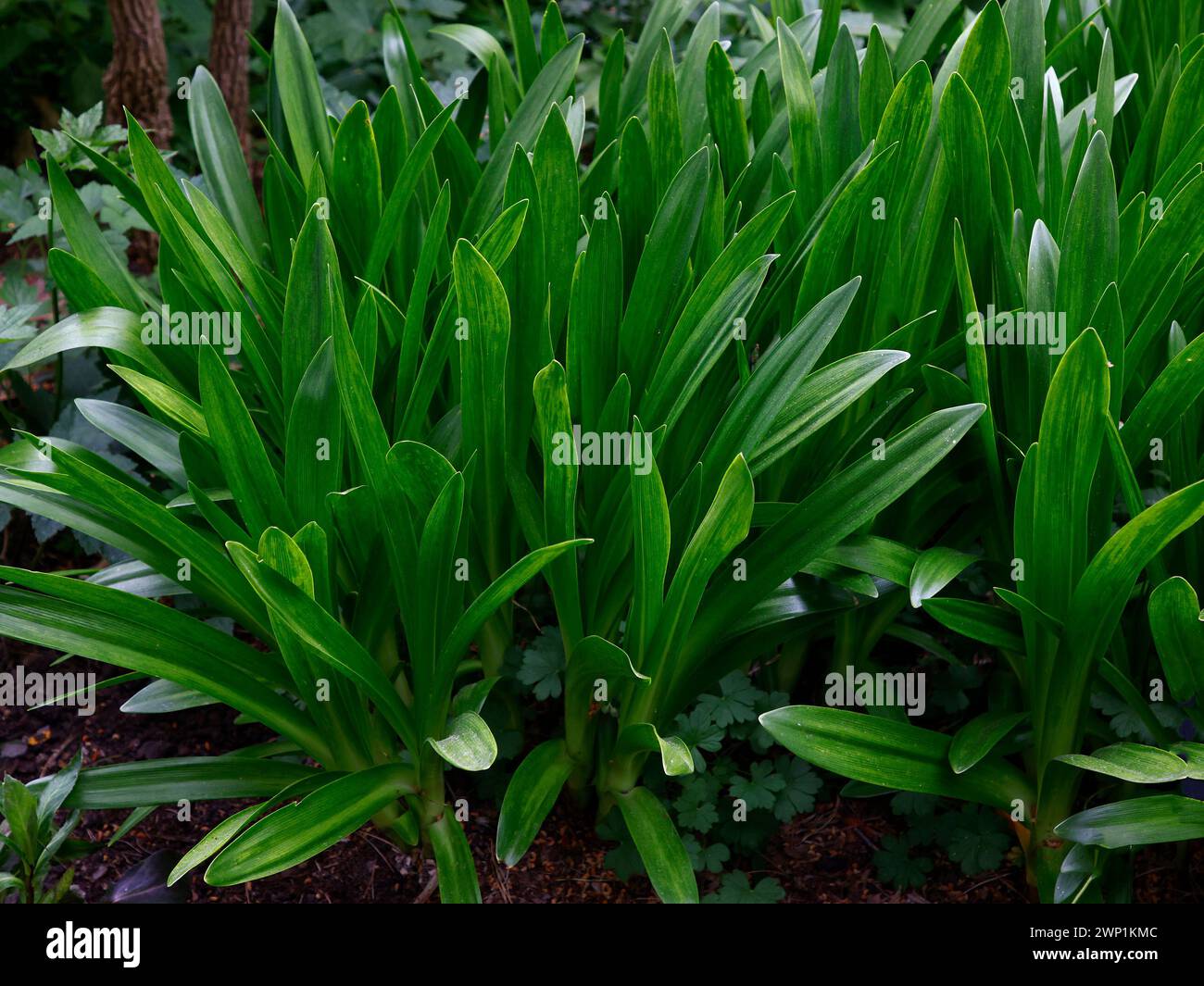 Closeup of the green leaves of the garden plant agapanthus loch.hope ...